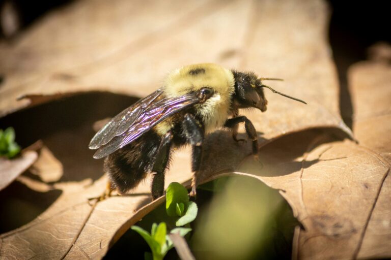 Carpenter Bees Control Services in Aurora and Nearby Cities